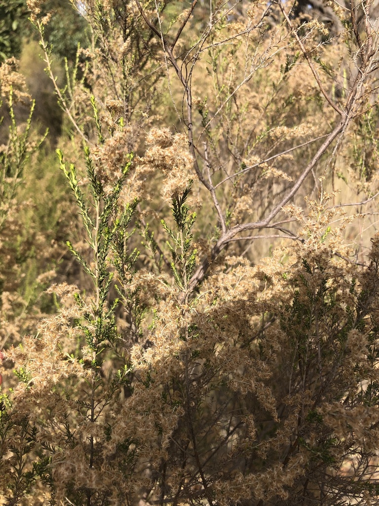 Sifton Bush from Lancefield Pyalong Rd, Lancefield, VIC, AU on May 4 ...