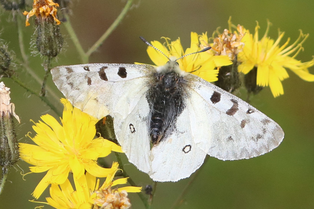 Rocky Mountain Parnassian from Winthrop, WA 98862, USA on August 31 ...
