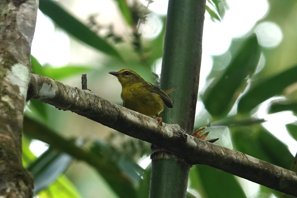Cuzco Warbler from Paucartambo Province, Peru on July 07, 2024 at 03:34 ...