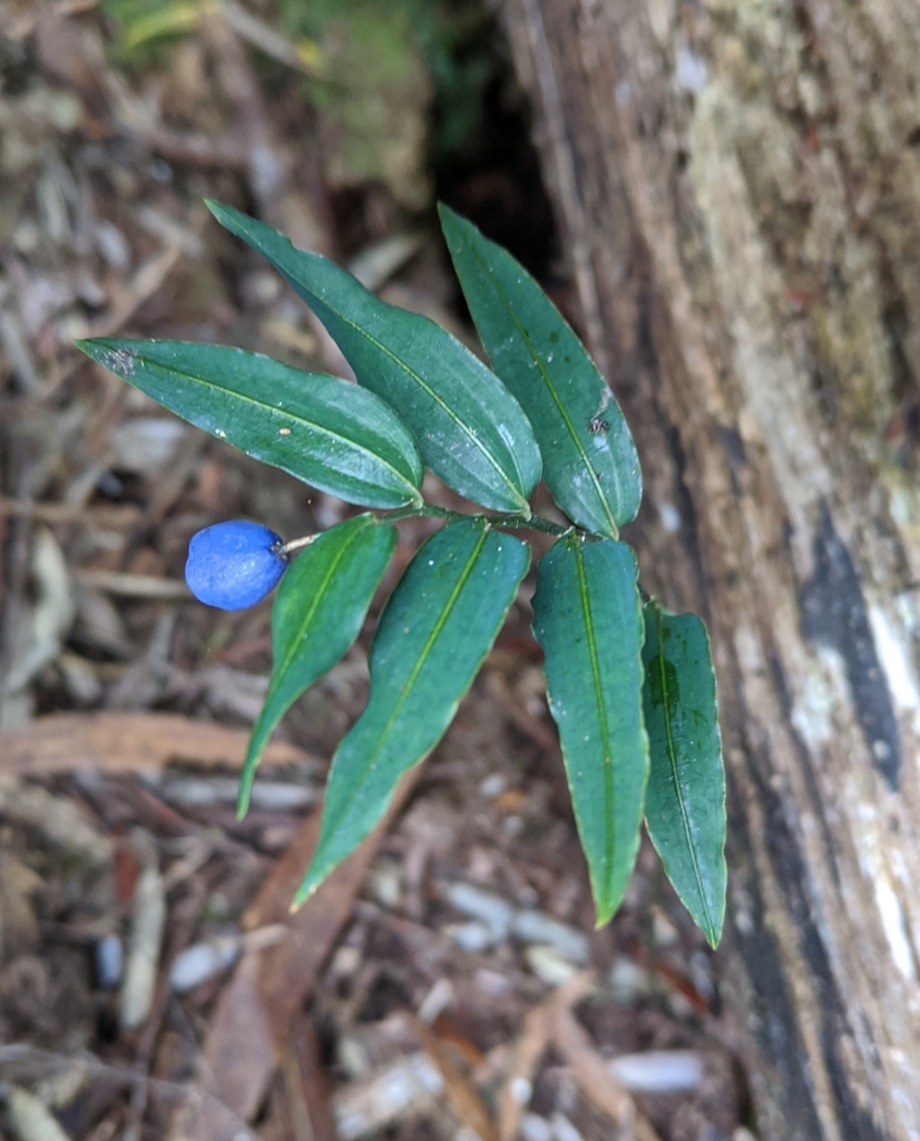 Turquoise Berry from Loongana TAS 7315, Australia on May 4, 2025 at 11: ...