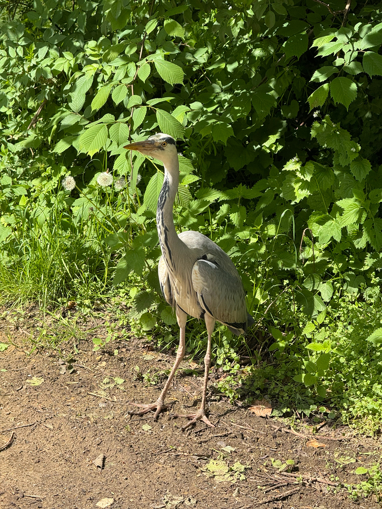 Grey Heron from Luxembourg, LU-LU, LU on April 26, 2025 at 12:22 PM by ...