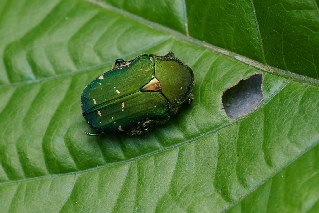 Cetonia chinensis from 中国天目山风景区 on May 29, 2024 at 07:40 PM by Li ...