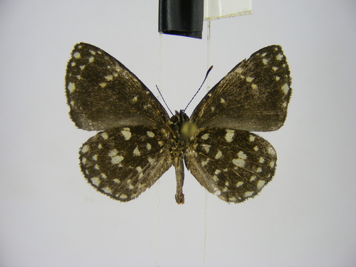 Liptena modesta · iNaturalist United Kingdom