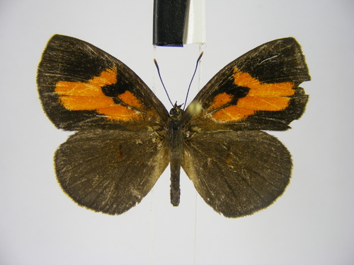 Obania tripunctata · iNaturalist