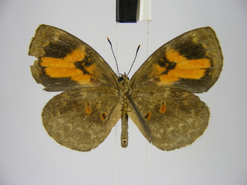 Subspecies Liptena o-rubrum tripunctata · iNaturalist