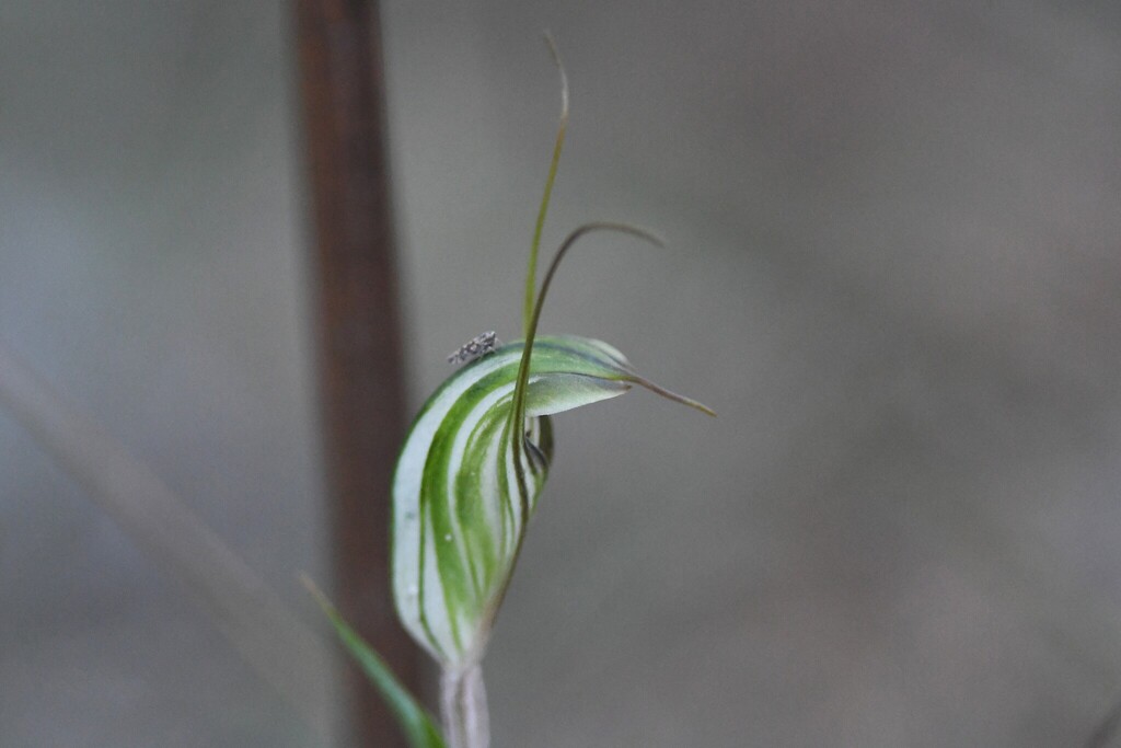 mainland striped greenhood from Darriman VIC 3851, Australia on May 2 ...
