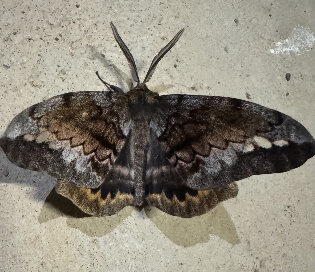Batwing Moth from St Andrews VIC 3761, Australia on May 3, 2025 at 07: ...