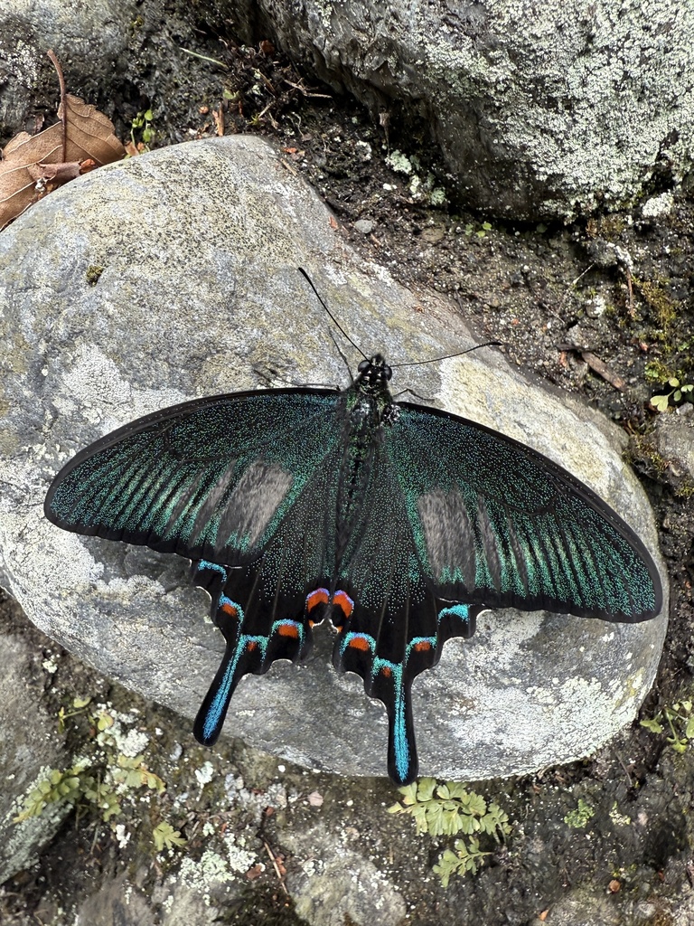 Japanese Peacock Swallowtail from 秩父多摩甲斐国立公園, 奥多摩町, 東京都, JP on May 4 ...