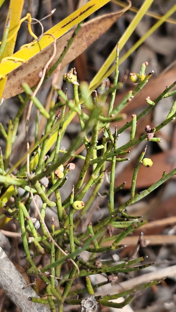 spiny wattle from Meningie SA 5264, Australia on May 4, 2025 at 10:52 ...