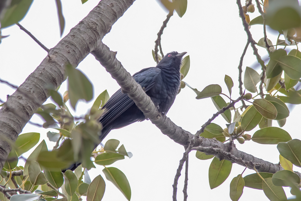 Pacific Koel from Melbourne VIC, Australia on November 27, 2016 at 05: ...