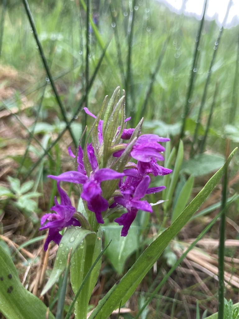 Broad-leaved Marsh Orchid from Taunus Nature Park, Königstein im Taunus, Hesse, DE on May 3 ...