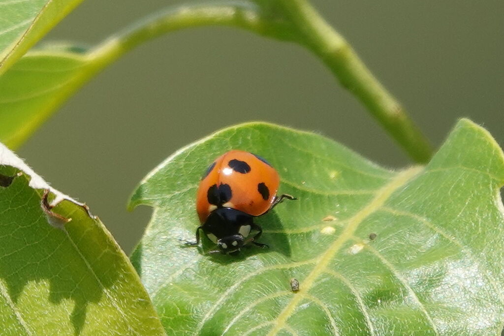 Seven-spotted Lady Beetle in May 2025 by Tomoaki Morikawa · iNaturalist