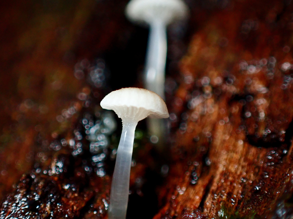 Austral Dripping Bonnet from Strickland State Forest, Somersby NSW ...