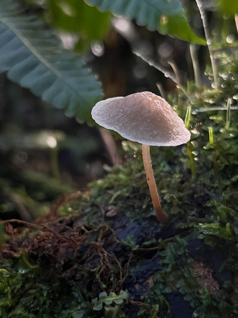 Filoboletus from Mera, EC-PA, EC on May 3, 2025 at 04:42 PM by ...