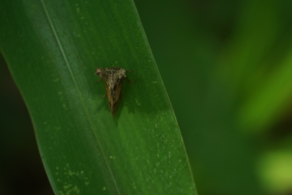 Anchon from 中国广东省河源市东源县 on May 2, 2025 at 11:52 AM by ga蟹 · iNaturalist
