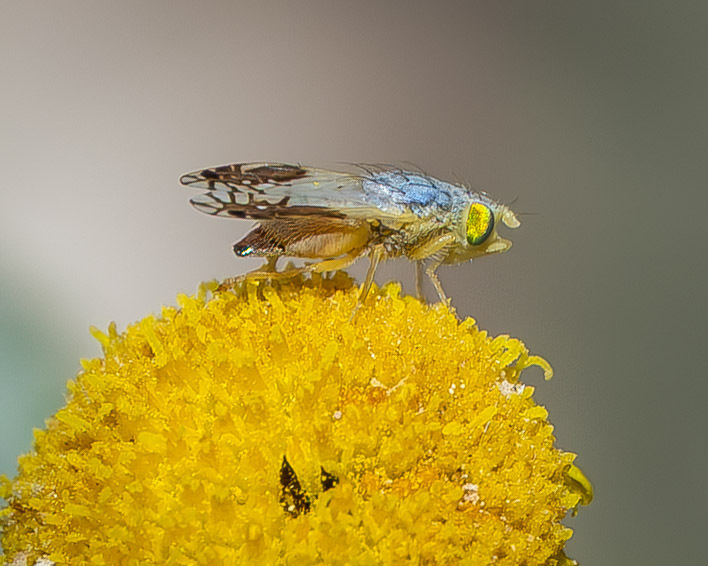 Goniurellia from `En Saharonim, ישראל on May 2, 2025 at 09:22 AM by ...