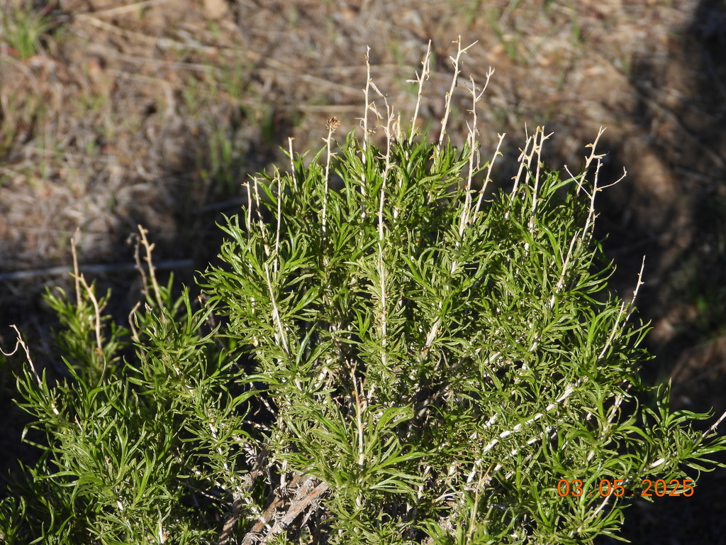 Yellow Rabbitbrush from Power County, ID, USA on May 3, 2025 at 08:43 ...
