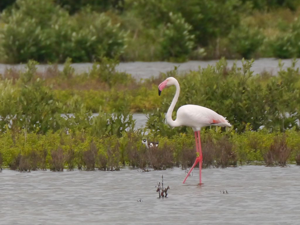 Greater Flamingo from Nueces, Texas, United States on September 24 ...