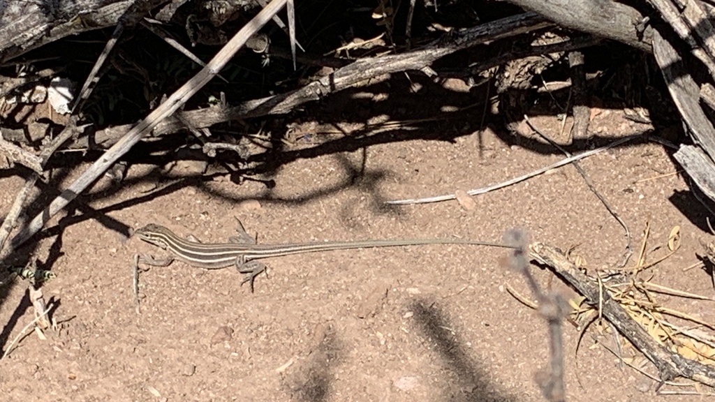 huico del pastizal del desierto desde Casas Grandes, Chih., MX el 03 de ...