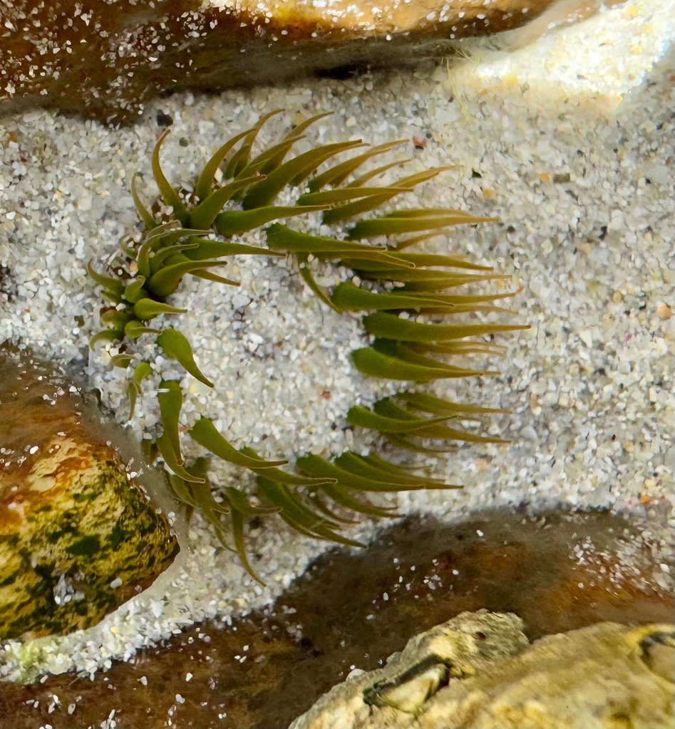 Green snakelock anemone from Hopetoun, WA, AU on January 27, 2025 at 12 ...