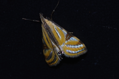 Talanga nympha · iNaturalist United Kingdom