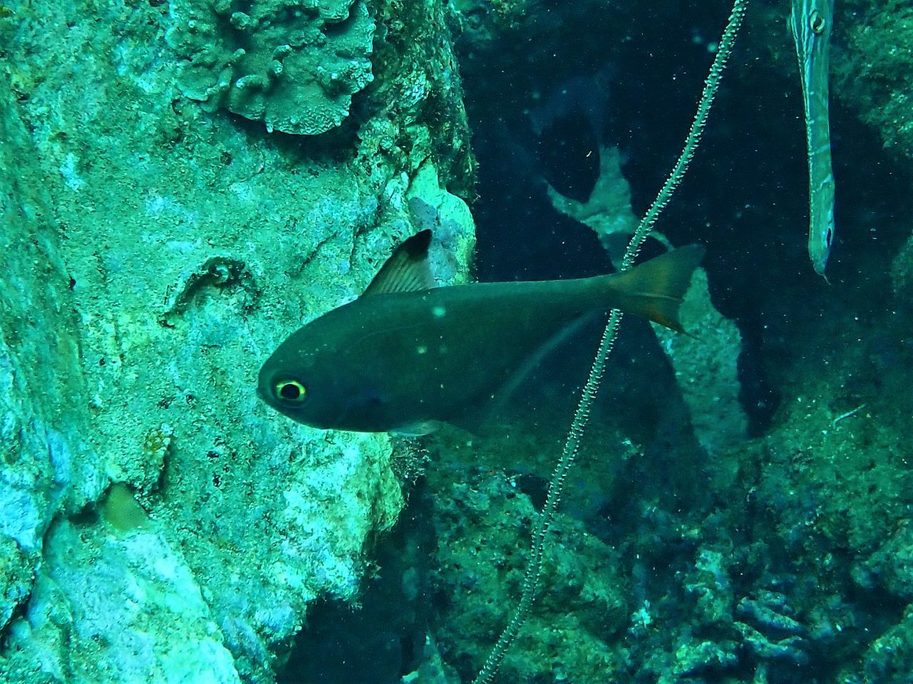 Pempheris adusta Bleeker, 1877