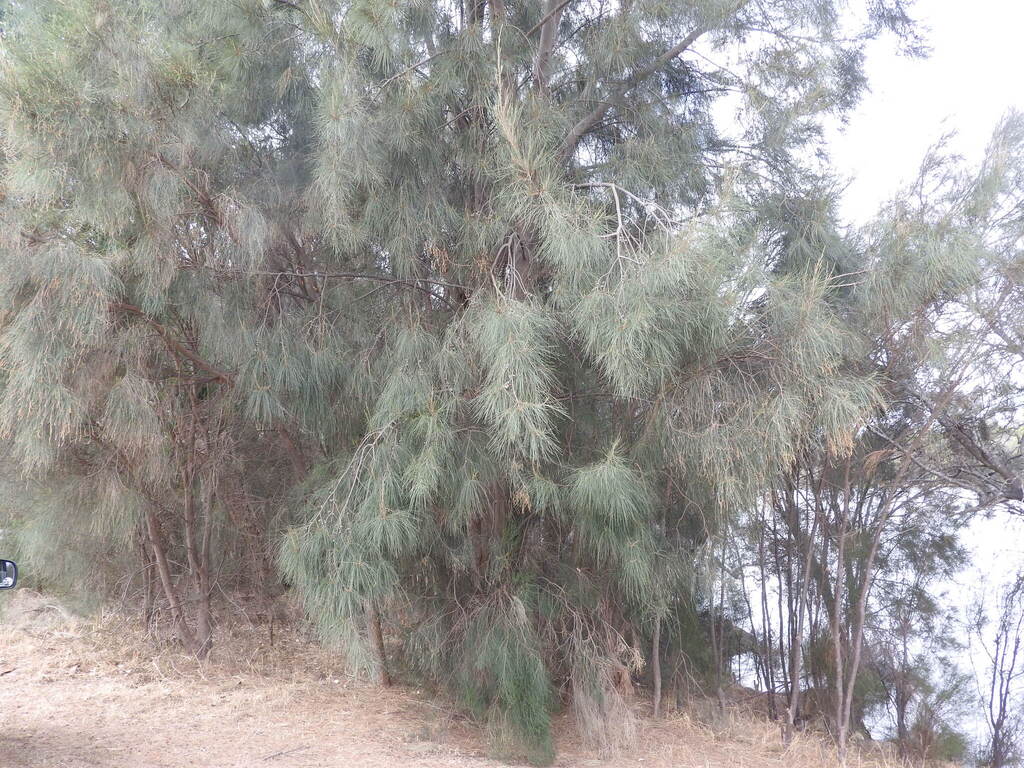 sheoaks from Perth WA, Australia on May 3, 2025 at 02:26 PM by ramcad1 · iNaturalist
