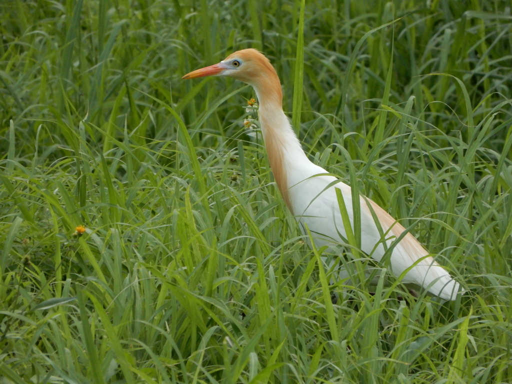Eastern Cattle-Egret from 臺中港, Wuqi, Taichung, Taiwan on May 3, 2025 at ...