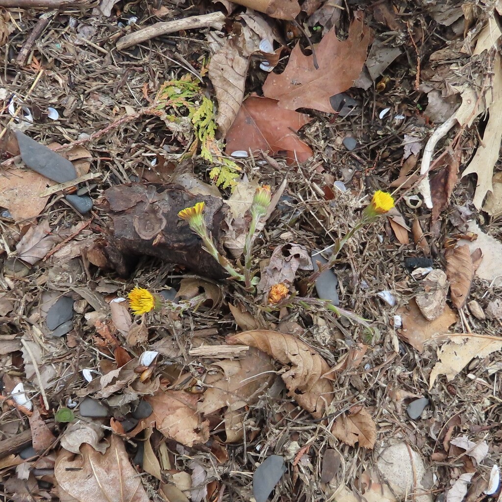 colt's-foot from Kill Kare State Park, 2714 Hathaway Point Rd, St ...