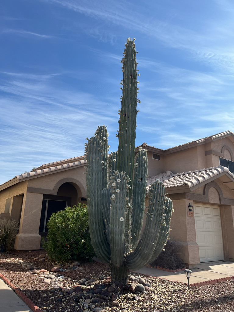 Cardón desde W Folley St, Chandler, AZ, US el 04 de mayo de 2025 a las ...