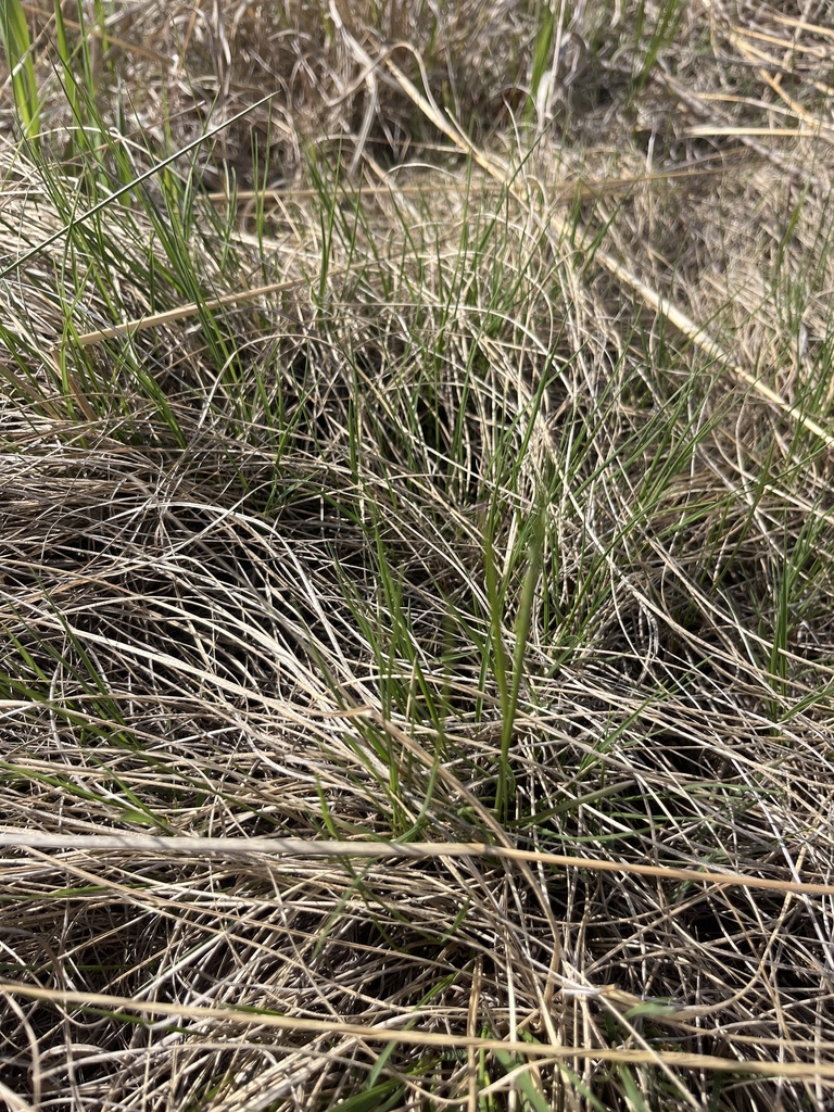 prairie dropseed from Rat Hollow Rd, Monroe, WI, US on May 4, 2025 at ...