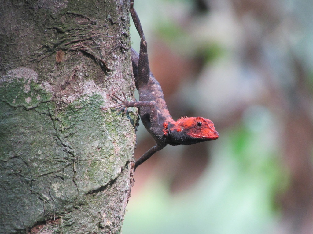 Forest Blood Sucker (Agamids of Kerala) · iNaturalist