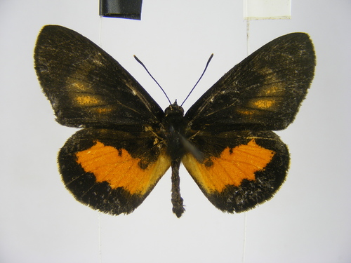 Genus Obania · iNaturalist