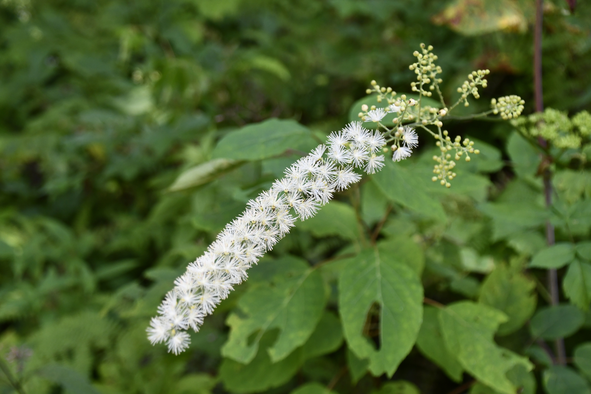 Actaea podocarpa DC.