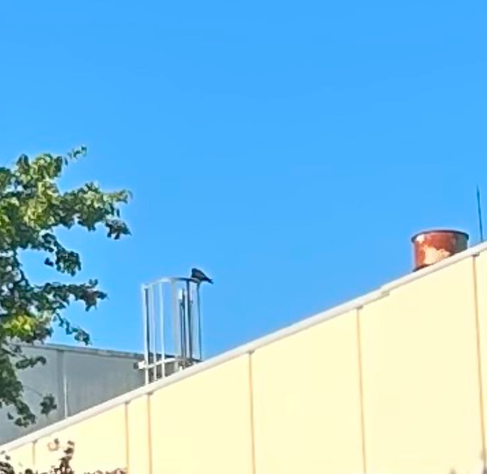 Crows and Ravens from Georgia State University - Perimeter College’s ...