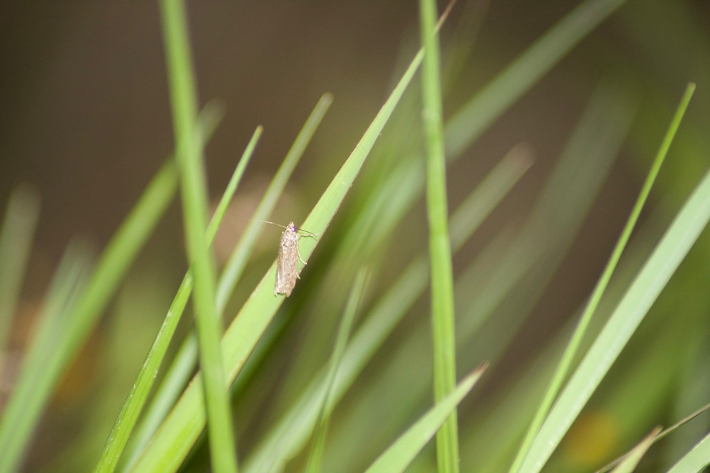 Butterflies and Moths in August 2019 by Maureen Berg · iNaturalist