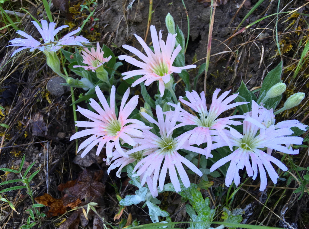pink family (Caryophyllaceae (Pink) of the Pacific Northwest) · iNaturalist