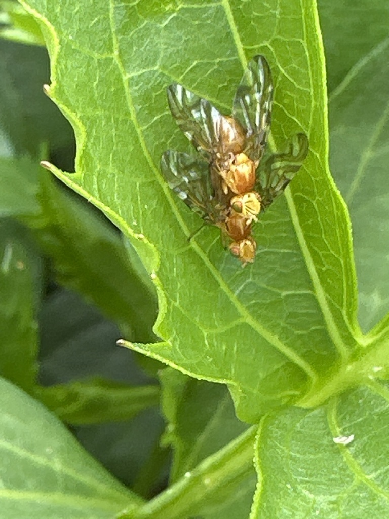 Sunflower Maggot Fly from Tewksbury Ln, West Newbury, MA, US on May 4 ...