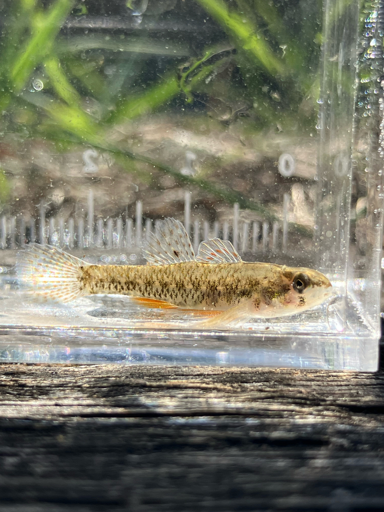 Least Darter in May 2025 by Sean Ford · iNaturalist