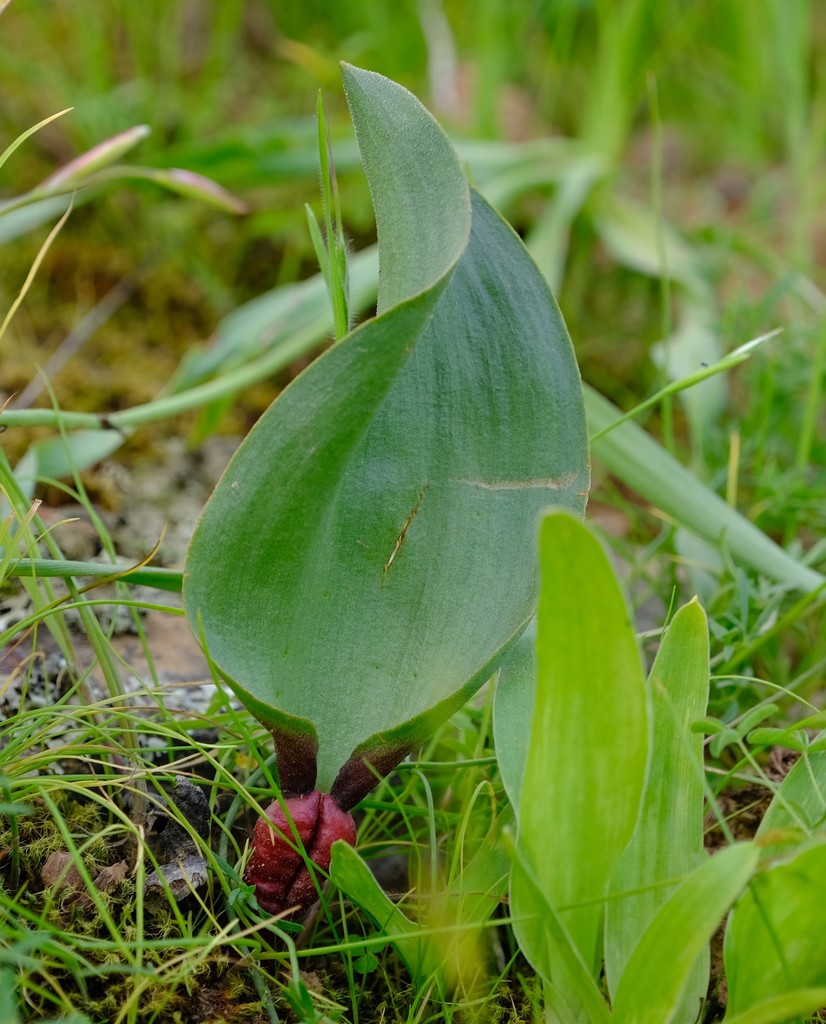Pseudobulb Woolseed from Augsburg 3 on August 27, 2019 at 02:58 PM by ...