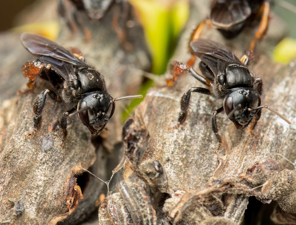 Spiny-legged Stingless bee from Estrada da Fazenda do Carmo, 350 ...
