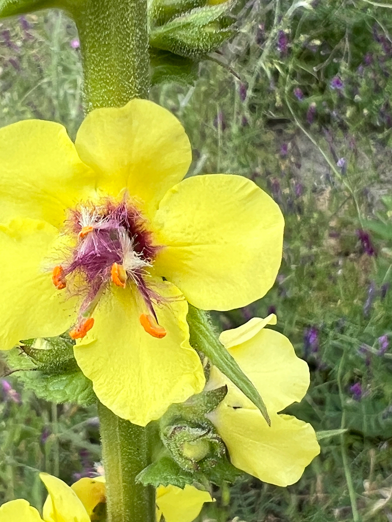 Wand Mullein from Electra Rd, Jackson, CA, US on May 4, 2025 at 09:48 ...