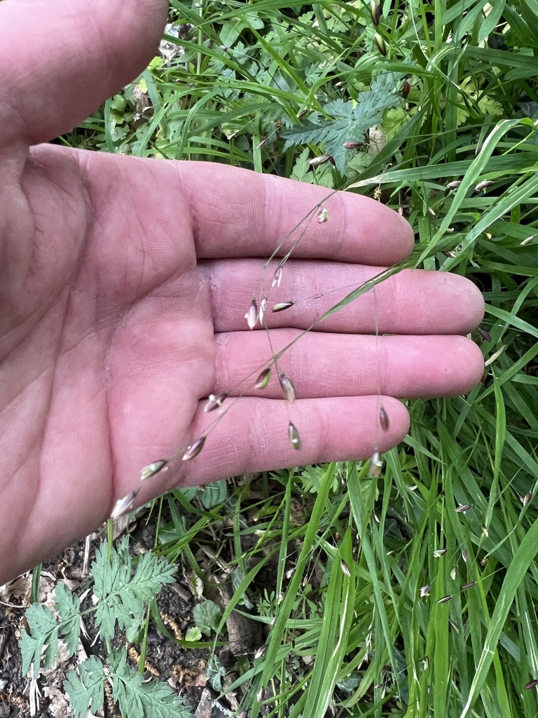 Wood Melick from Bromley, Sevenoaks, England, GB on May 4, 2025 at 04: ...