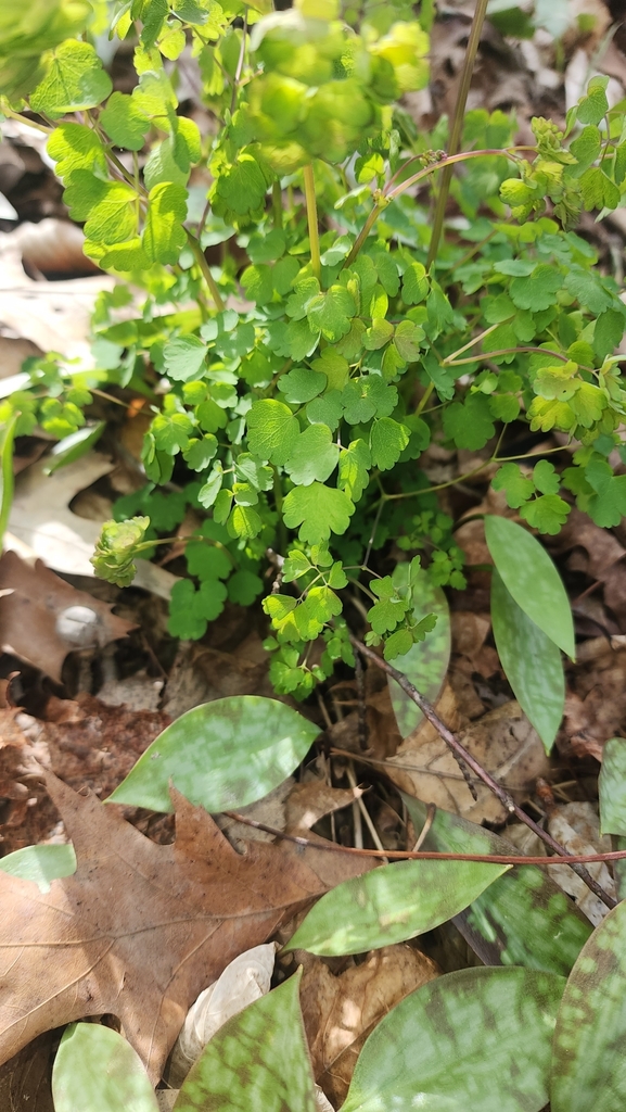 Something from Bayside, WI 53217, USA on May 4, 2025 at 03:25 PM by ...