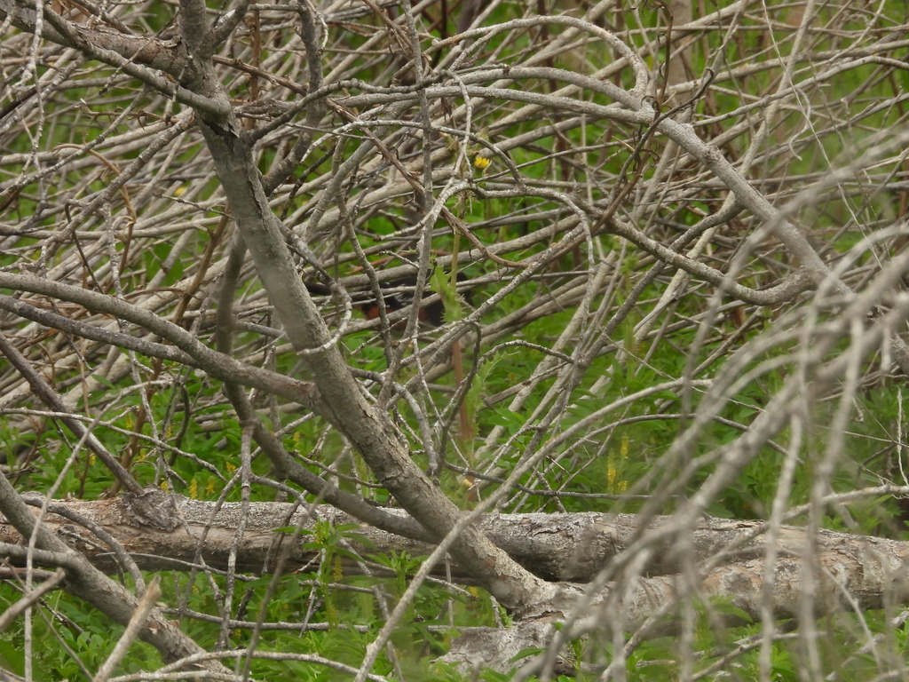 Spotted Towhee from Cottonwood Creek; Barrett Junction, California on ...