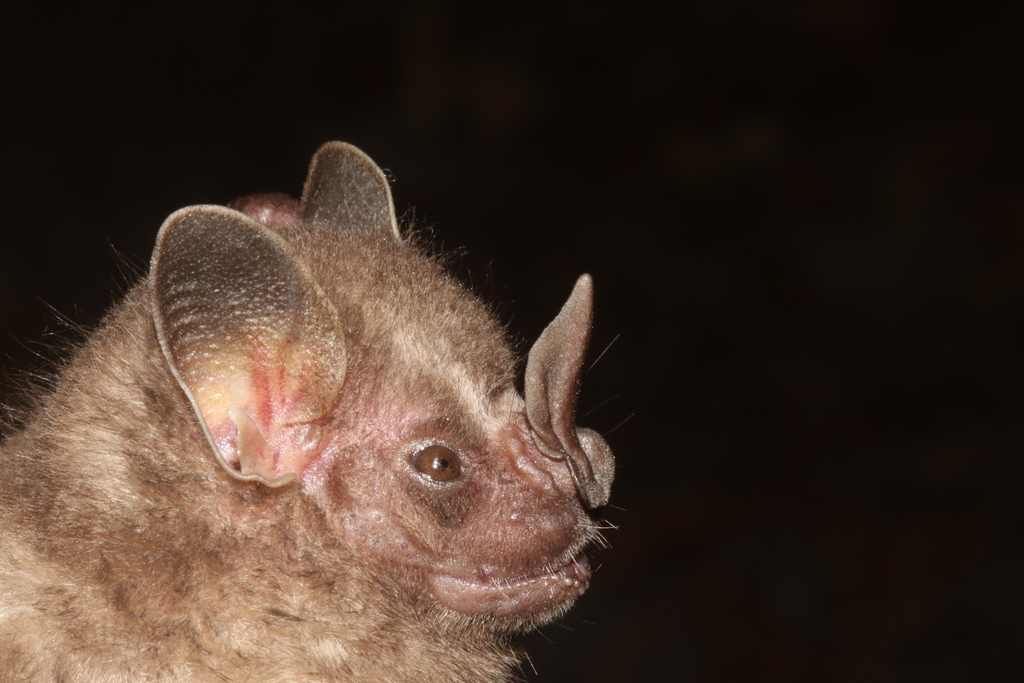 Pygmy Fruit-eating Bat from Laguna La Maria on March 23, 2025 at 08:19 ...