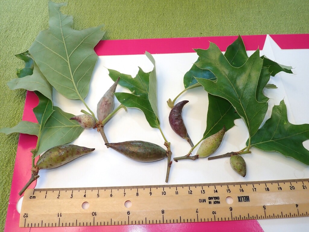 Fusiform Oak Apple Gall Wasp from United States National Arboretum ...