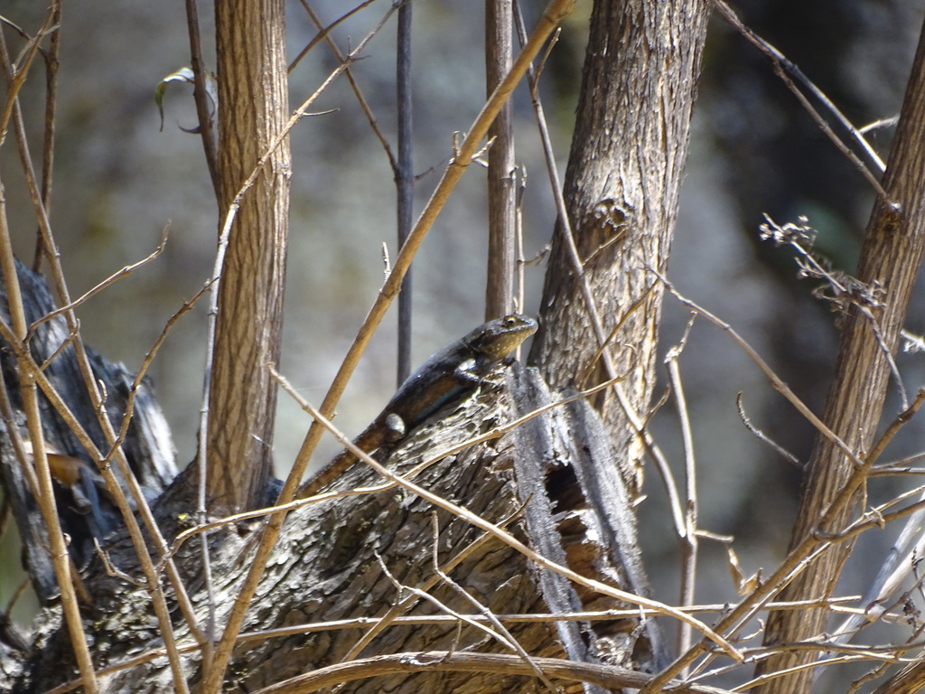 Graphic Spiny Lizard from Cd. de México, México on April 27, 2025 at 11 ...
