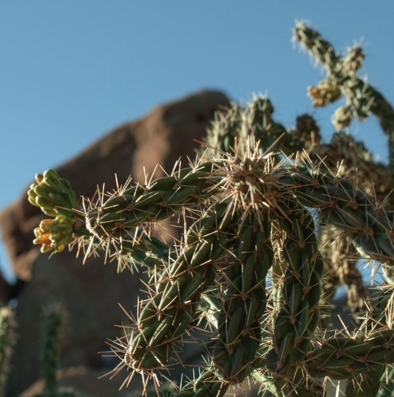chollas from Mount Sanitas Trail, Boulder, CO, US on January 17, 2025 ...