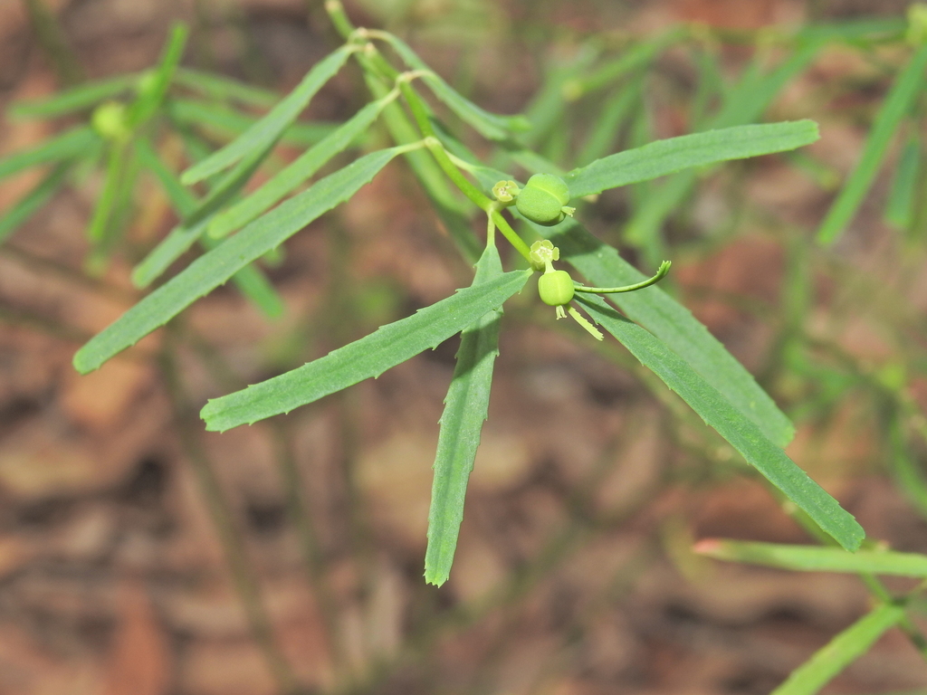 desert spurge from Boompa QLD 4621, Australia on May 4, 2025 at 09:58 ...